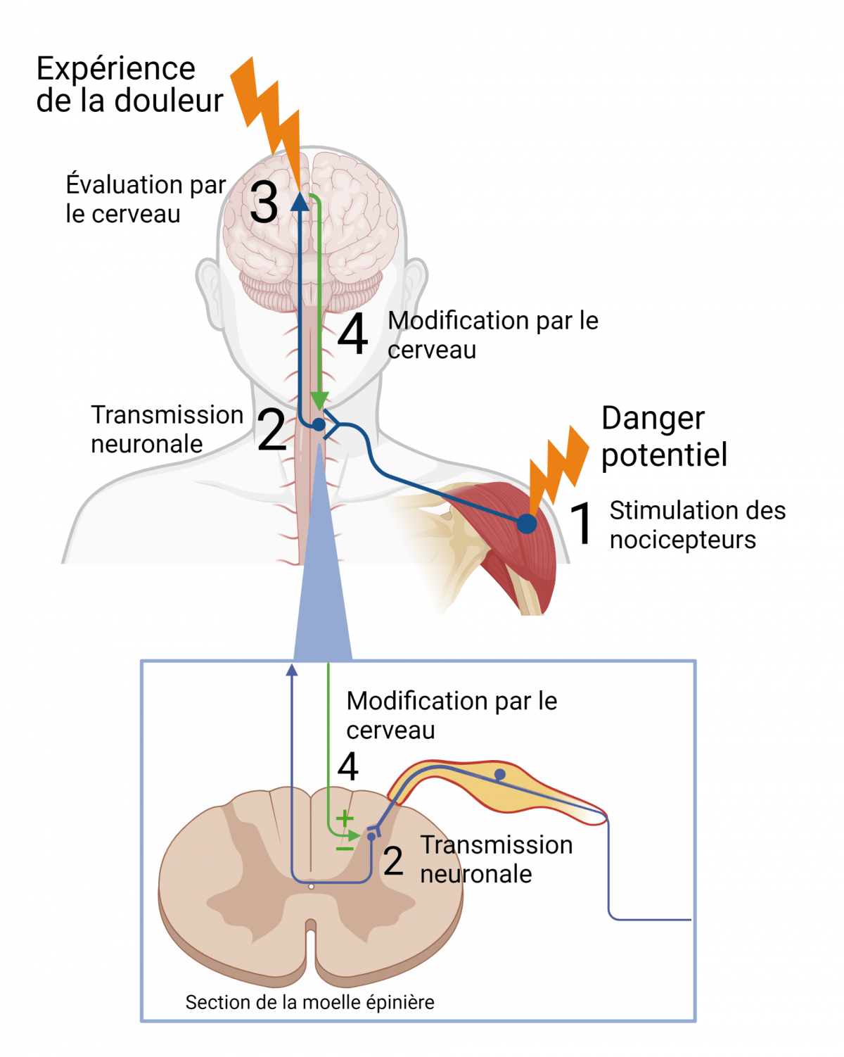 0. étapes de la neurophysiologie de la douleur - SSMG